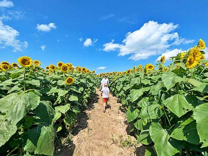 The perfect childhood summer memory in the making &ndash; tiny explorers navigate towering yellow walls under an impossibly blue Midwestern sky.