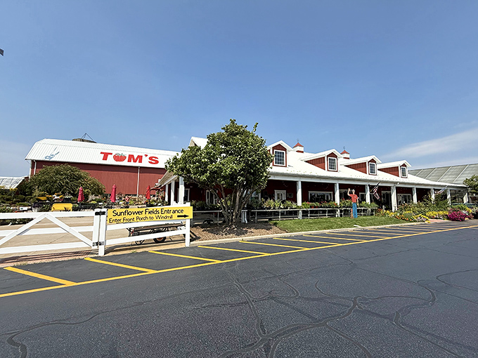 The welcoming front view of Tom's Farm Market features classic white fencing and seasonal decorations that practically whisper, "Come in, calories don't count here."