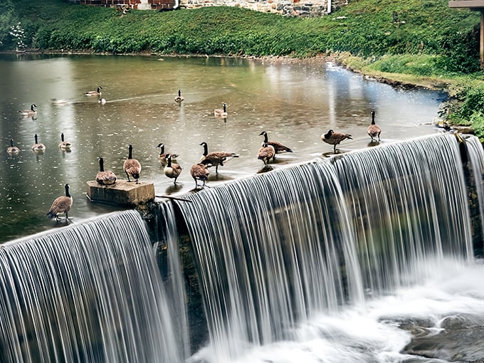 These geese have found the ultimate waterfront property &ndash; perched majestically atop the falls like nature's own VIP section.