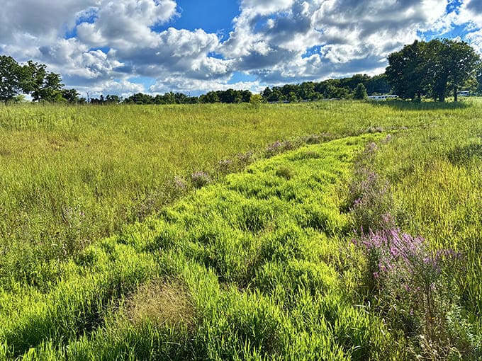 This meadow looks like Mother Nature decided to let her hair down, creating a wild, untamed landscape that's infinitely more interesting than any manicured lawn.