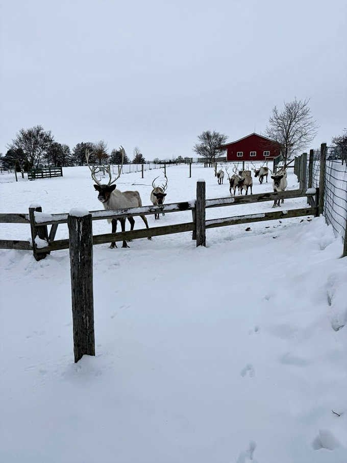 Winter transforms the ranch into a snow-covered wonderland where reindeer look right at home, probably thinking, "Finally, weather I understand!"