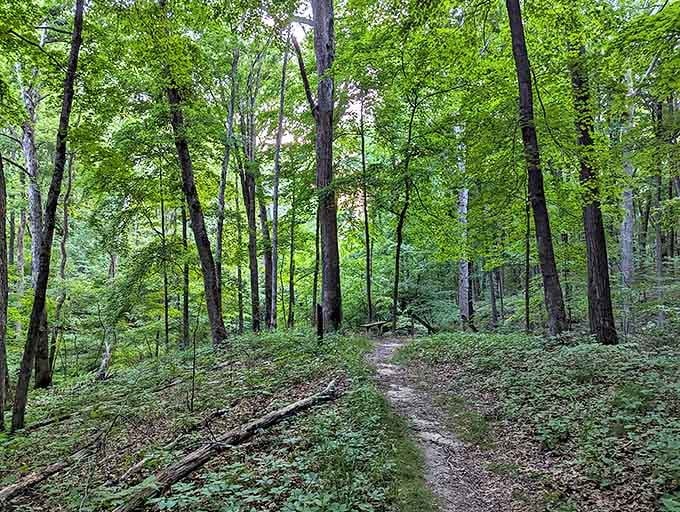 Nature's cathedral &ndash; towering trees create a green-dappled sanctuary where sunlight filters through like stained glass in this hidden Illinois gem.