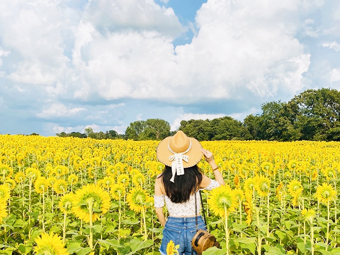 Fields of gold stretch toward the horizon, where a visitor in a straw hat finds herself lost in a sea of sunflowers.