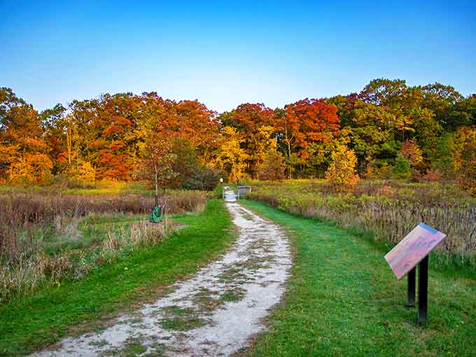 Autumn transforms this winding path into nature's runway, where trees model their fall collection in spectacular oranges and reds against a perfect blue backdrop.