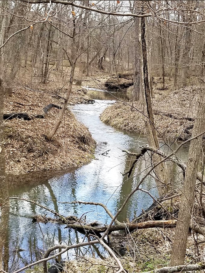 Winter's retreat reveals Riley Creek in early spring, its winding path carving through the awakening woodland like nature's own signature.