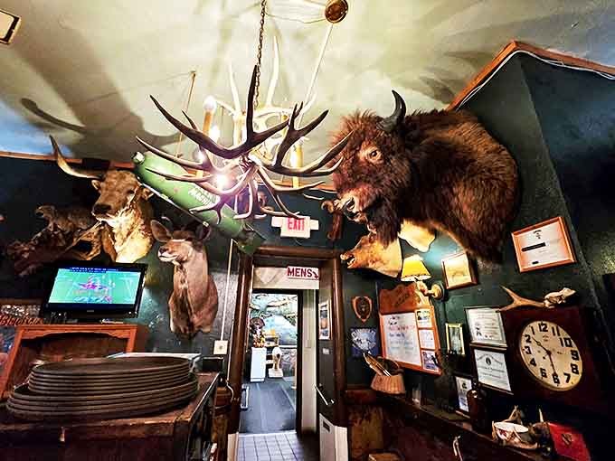 Step inside and you're immediately greeted by an impressive menagerie of taxidermy treasures, where antler chandeliers cast a warm glow over mounted wildlife watching you dine.