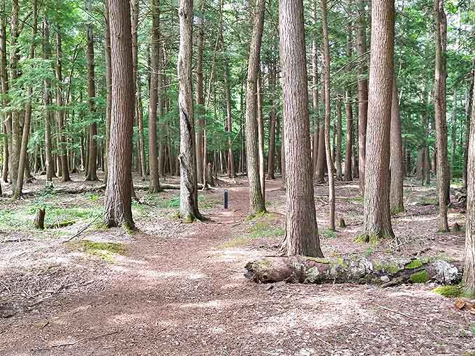 Nature's cathedral &ndash; towering pines create a peaceful sanctuary where sunlight filters through like stained glass in this magnificent forest.
