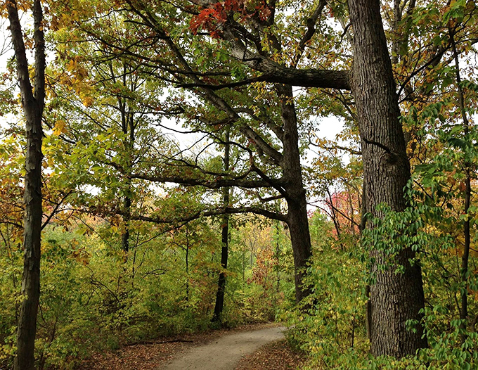 Fall's paintbrush transforms this winding trail into a golden gallery. The autumn colors here rival anything you'd find in New England.