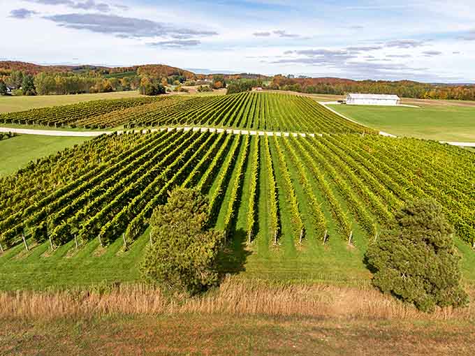 Perfectly aligned rows of grapevines stretch toward the horizon, creating nature's geometry against Michigan's rolling landscape.