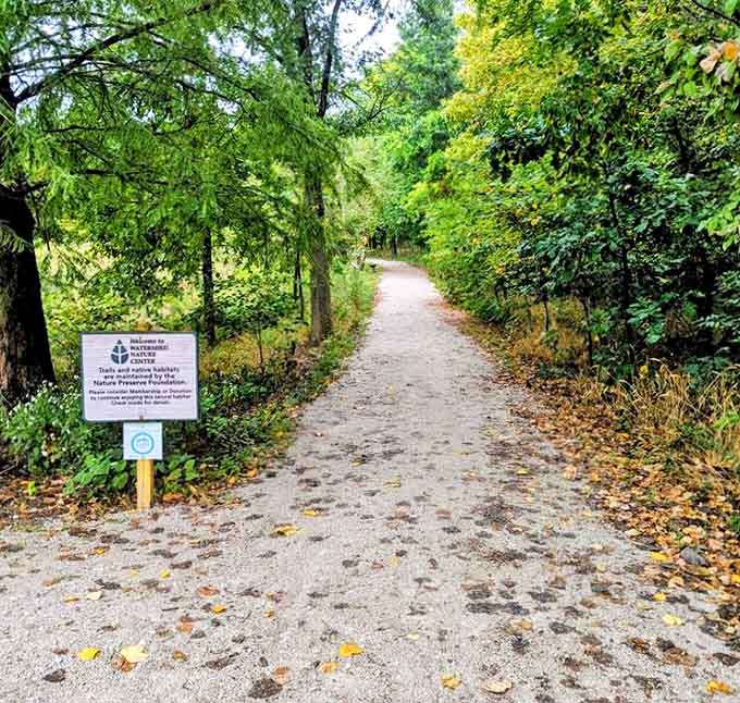 Dappled sunlight guides the way along this serene trail, where each step brings new discoveries and a deeper connection to nature.