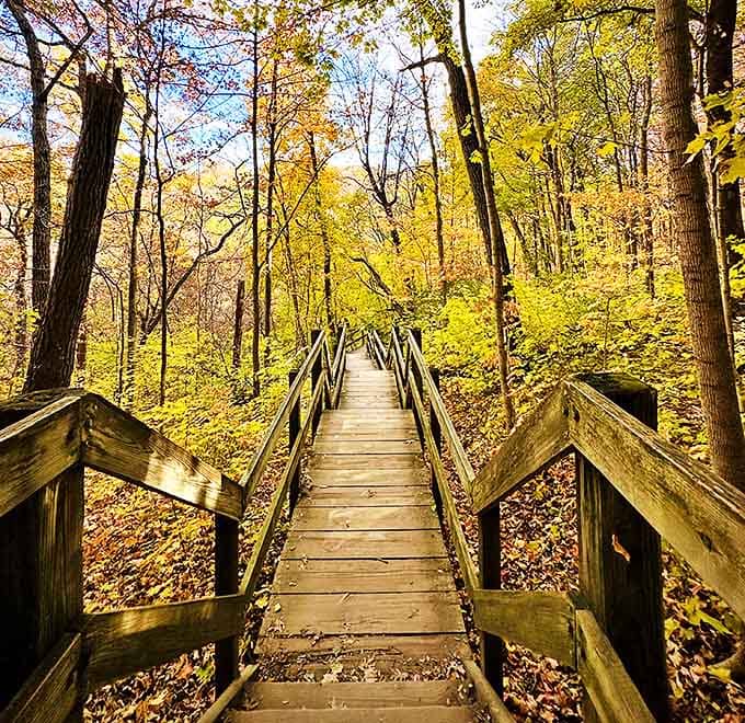 Wooden pathways to wonder: This boardwalk invites visitors through a golden autumn forest, each step revealing new treasures.