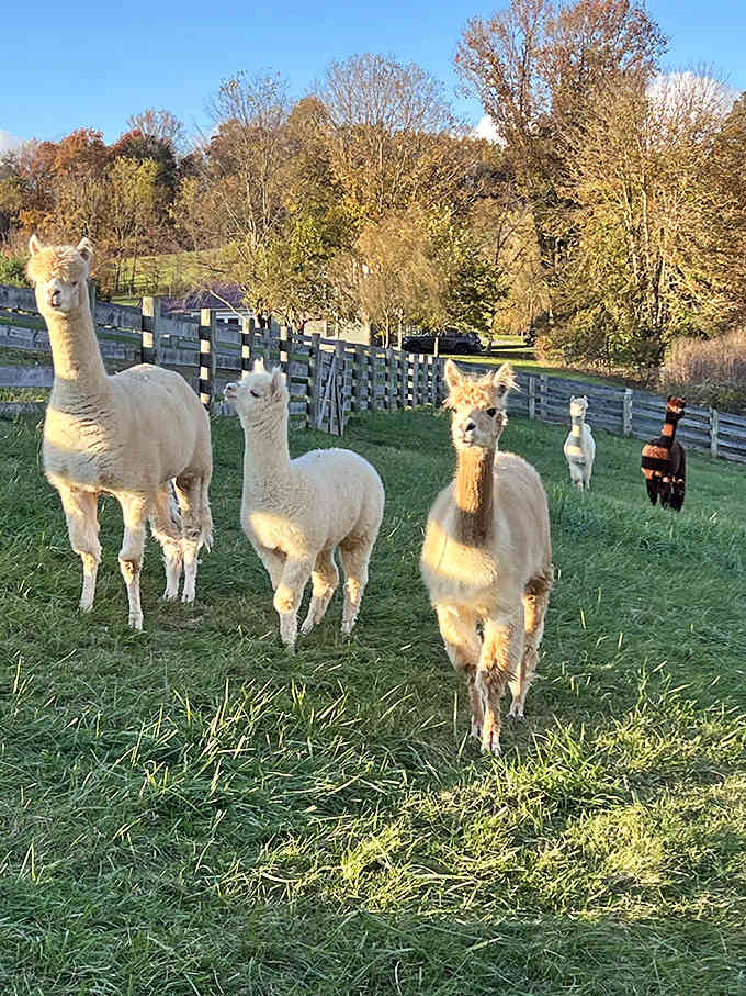 The alpaca welcoming committee stands ready to judge your fashion choices with their gentle, curious eyes and impossibly soft fur.