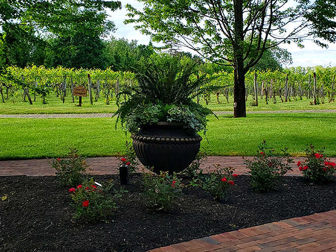 Neat rows of vines stretch toward the horizon, promising future bottles while visitors stroll between, inhaling that distinctive vineyard perfume.