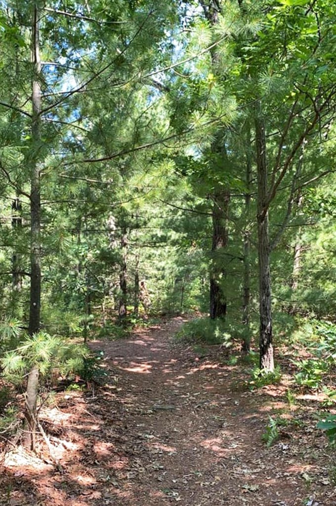 A pine-scented pathway beckons adventurers into the heart of Mill Bluff's tranquility. This trail promises whispered secrets for those willing to listen.