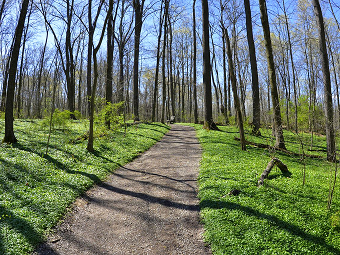 Spring's emerald carpet unfurls beneath towering trees, creating a magical corridor that whispers of forest secrets.