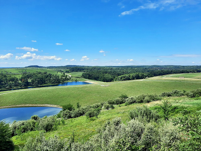 Rolling hills stretch to the horizon at The Wilds, where reclaimed mining land has transformed into a breathtaking savanna that rivals African landscapes.