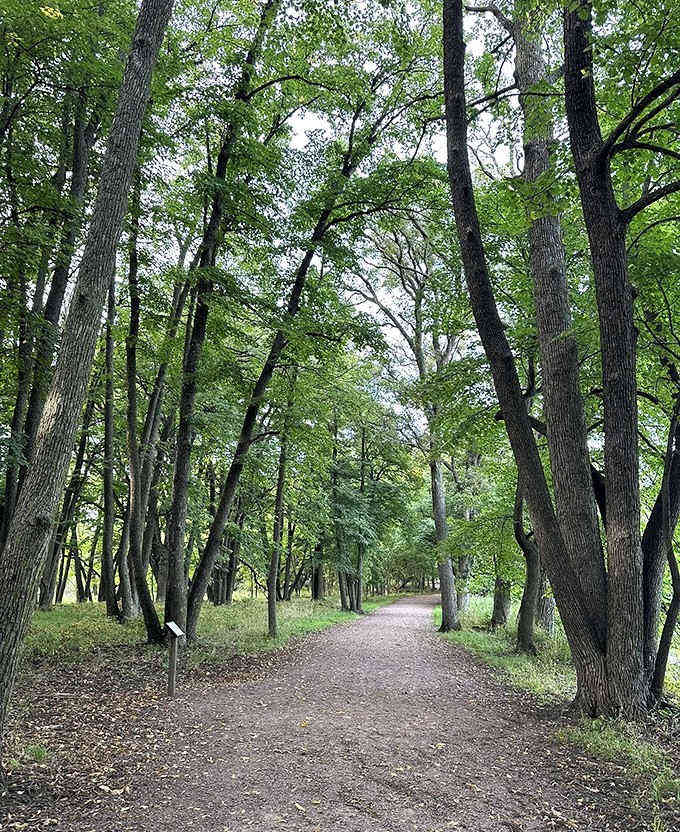 Nature's cathedral awaits as towering trees create a green canopy over the trail, dappling sunlight in ever-changing patterns.