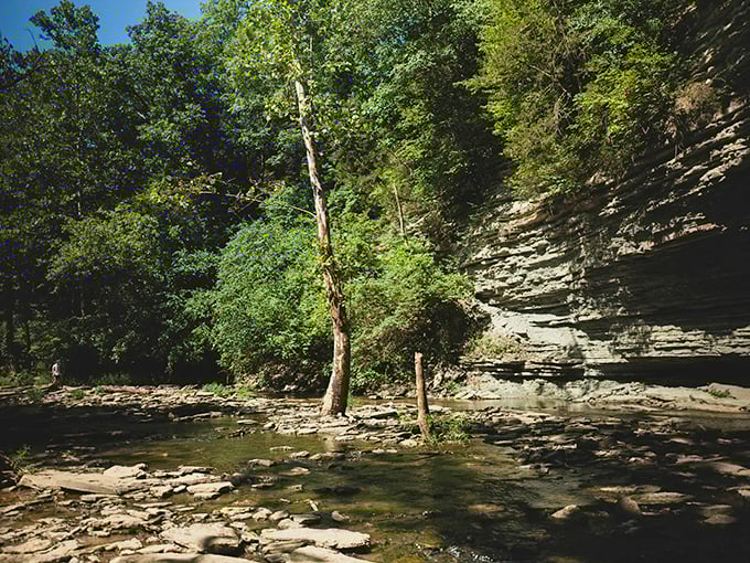 Crystal clear waters flow gently over smooth stones, creating nature's own meditation soundtrack in this peaceful creek setting.