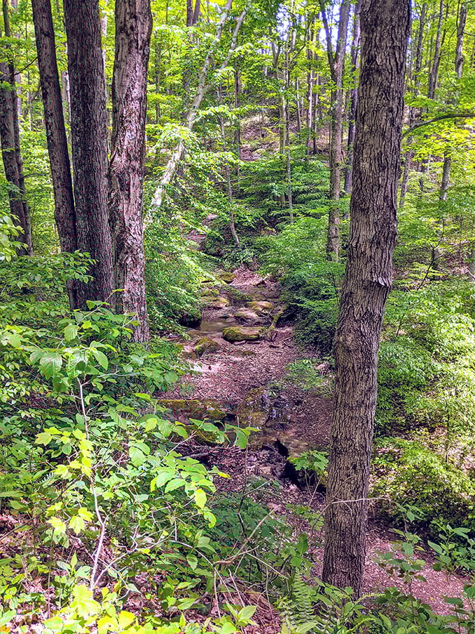 A gentle stream meanders through the verdant forest, nature's own meditation space hidden in plain sight.