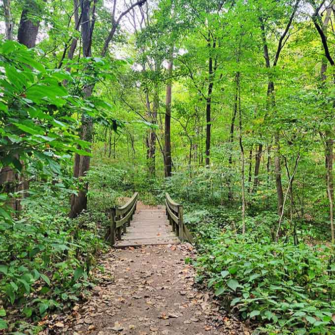 This humble wooden bridge might not win architectural awards, but it's got something better &ndash; a front-row seat to nature's greatest hits.
