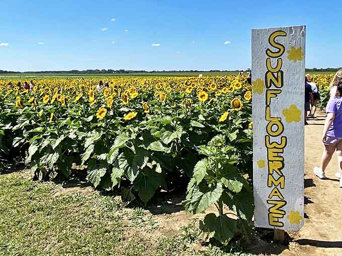 A sea of sunshine captured in plant form &ndash; these sunflower fields stretch across 30 acres of Illinois farmland like nature's own smile.