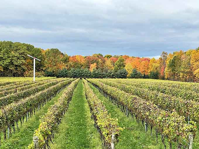 Neat rows of grapevines create nature's own geometric masterpiece against a backdrop of Ohio's vibrant fall foliage.
