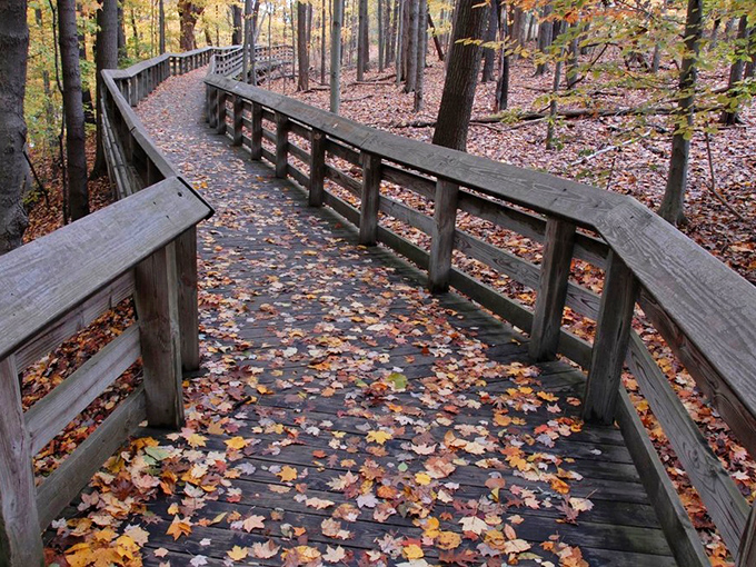 Winding wooden walkways invite exploration through forests that whisper stories of centuries past with every step.