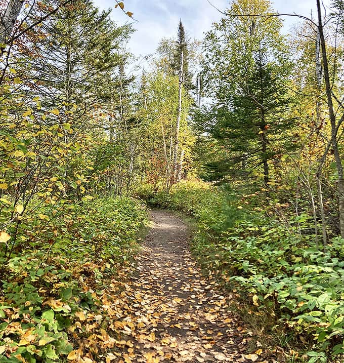 Autumn leaves carpet this enchanting forest path, creating a golden runway through Minnesota's northwoods. Every step crunches with satisfying seasonal music.