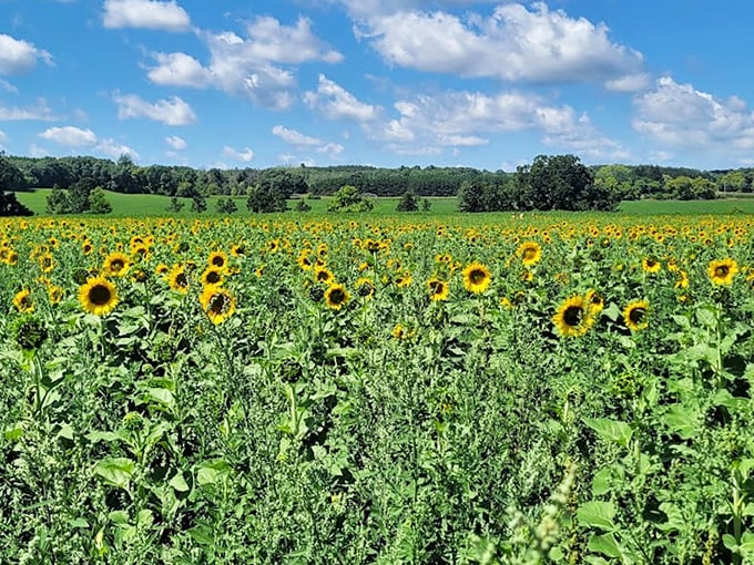 Kuckuk Farms' sunflower field showcases nature's perfect design, with thousands of blooms creating a tapestry of yellow against the rolling Wisconsin countryside.