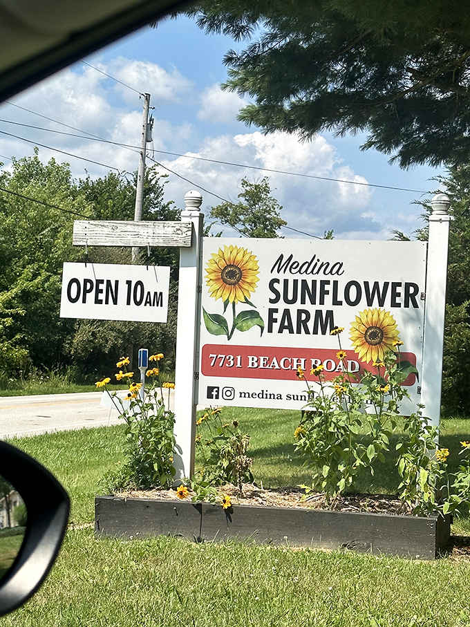 The welcoming entrance to Medina Sunflower Farm promises golden adventures ahead, with its charming sign greeting flower enthusiasts.