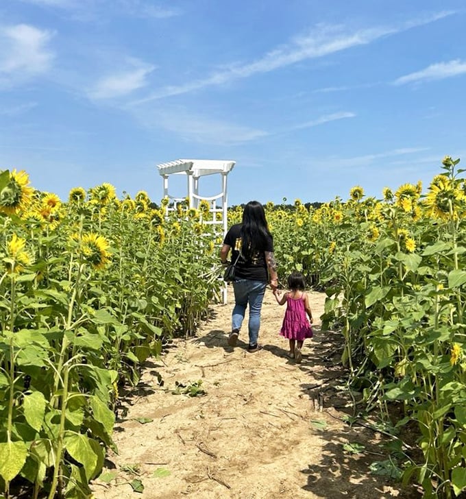 Winding paths invite exploration through Thompson Strawberry Farm's sunflower wonderland, where a visitor and child discover magic between towering golden stalks.