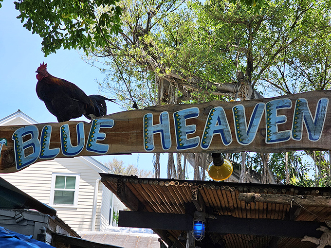 A rooster proudly perches atop the Blue Heaven sign, serving as the unofficial greeter at this beloved Key West eatery.