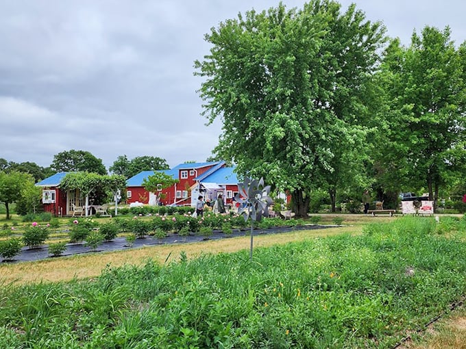 The charming red barn at Kuckuk Farms provides the quintessential Wisconsin backdrop for their stunning sunflower display. Farm-to-Instagram in one perfect shot!
