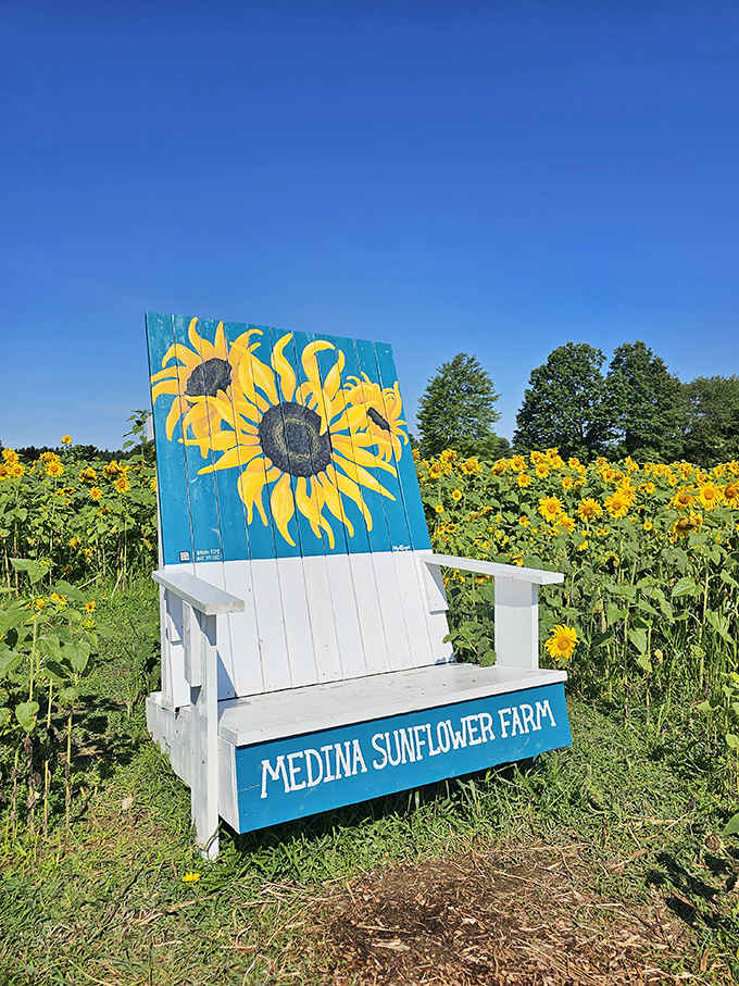 An oversized Adirondack chair at Medina Sunflower Farm offers the perfect throne for sunflower royalty and Instagram-worthy moments.