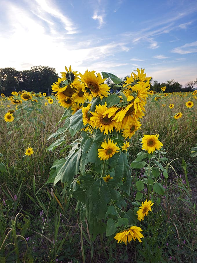 Sunflowers catch the day's last light at Prayers From Maria, their faces turned skyward in a golden meditation that soothes the soul.