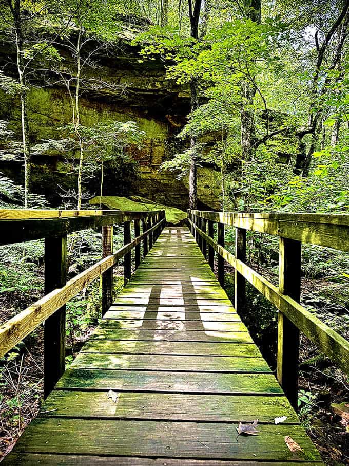 This boardwalk threading through the forest feels like a bridge between your everyday life and the magical world nature's been hiding all along.
