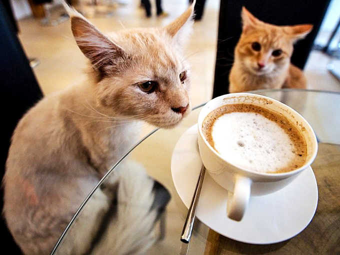 "Is that latte for me?" A curious resident inspects a visitor's coffee, demonstrating the delightful unpredictability that makes every Catcade visit uniquely entertaining.