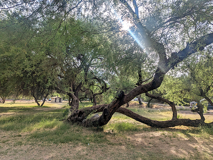 Nature's own sculpture garden &ndash; these twisted mesquite trees provide welcome shade and a touch of artistic flair to picnic adventures.