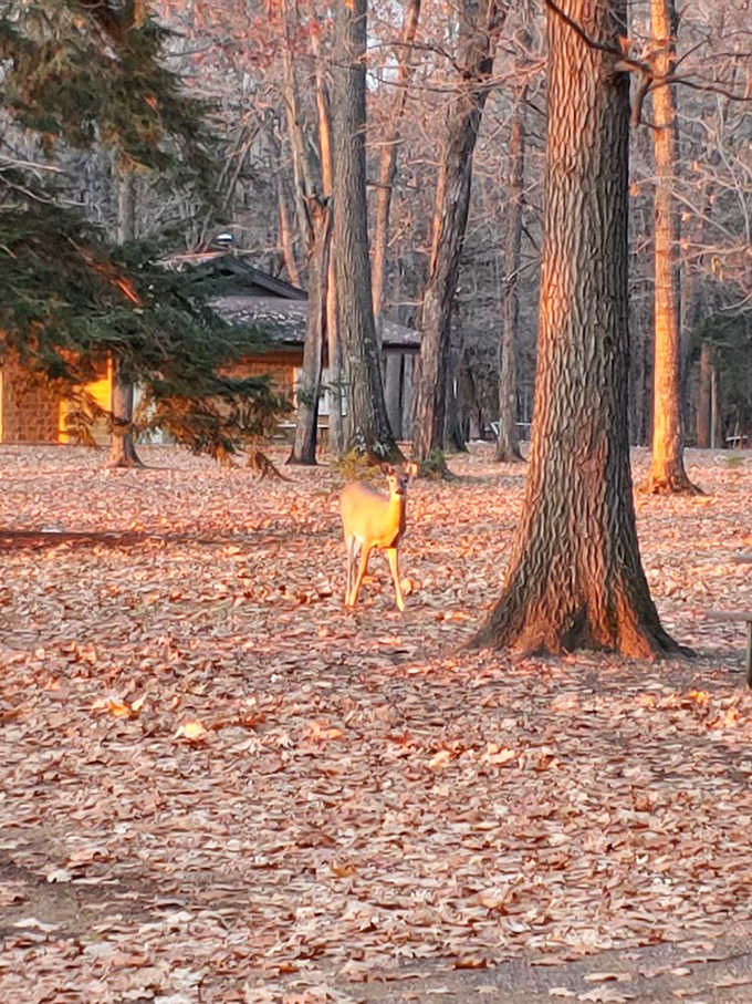 Local wildlife makes surprise appearances throughout the park &ndash; this curious deer pausing among autumn leaves seems almost posed for the camera.