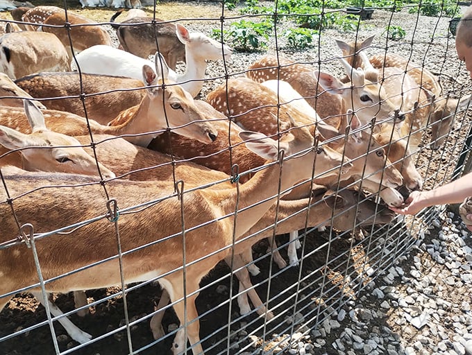 Fallow deer crowd the fence line, their spotted coats and eager expressions creating a welcoming committee that's impossible to resist.