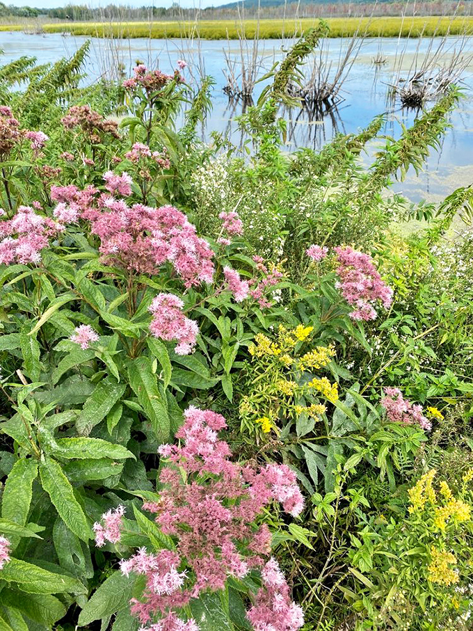 Pink wildflowers dance along the marsh's edge, adding splashes of color to nature's already impressive palette.