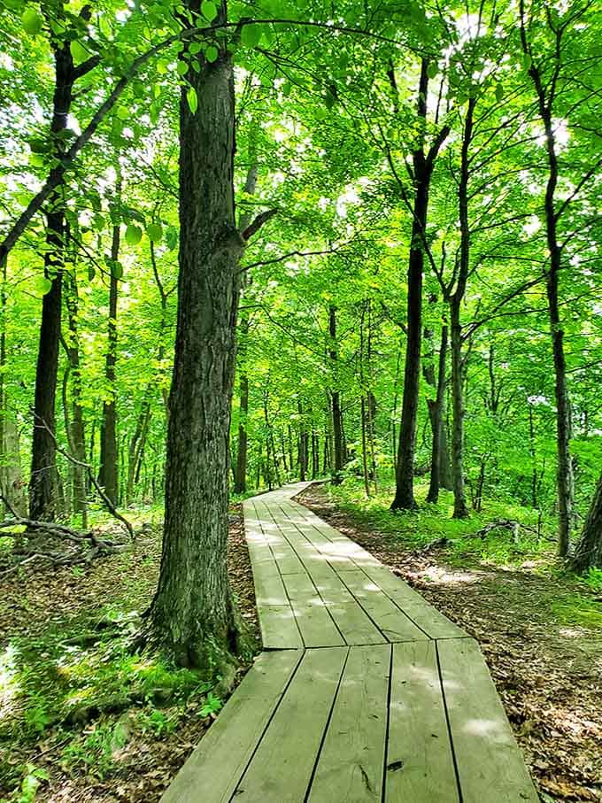 The boardwalk winds through the forest like a wooden yellow brick road, minus the flying monkeys and ruby slippers.