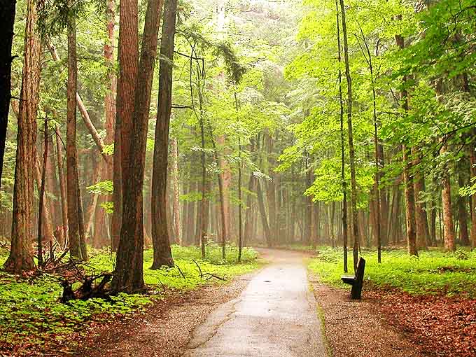 Sunlight filters through ancient pines, creating nature's cathedral where worries dissolve into whispered breezes.