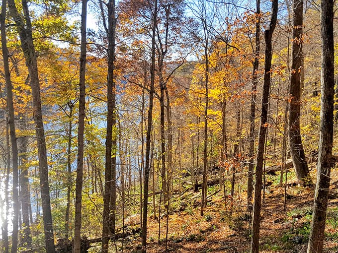 Fall in the forest turns every tree into a showoff, and honestly, we're here for the entire spectacular performance.