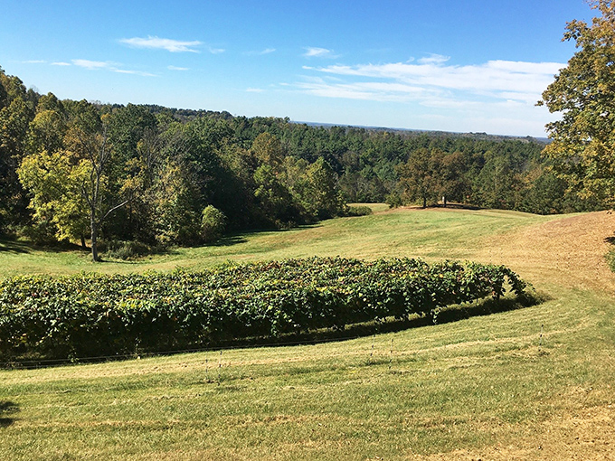 The gentle slopes of Athens County create a patchwork of fields and forests, with vineyards nestled among the undulating landscape.