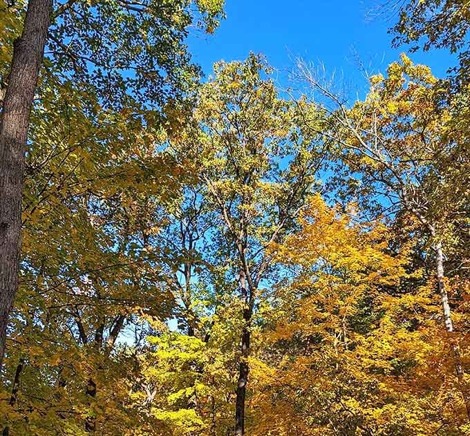 Looking up through a golden canopy of autumn leaves, nature's version of stained glass windows filtering the sunlight.