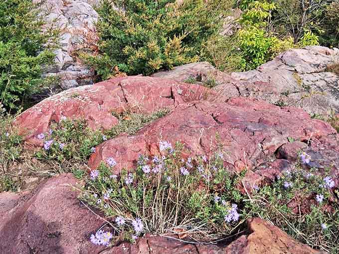 Delicate purple wildflowers find unlikely homes among the ancient rock, proving that beauty thrives in the most rugged places.