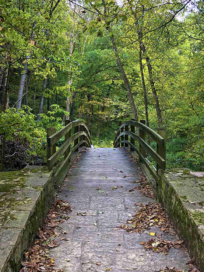 This charming wooden footbridge invites hikers deeper into the forest's embrace, where sunlight dapples through the canopy.