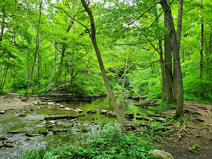 Nature reclaims its territory in this verdant sanctuary, where the only traffic jam involves turtles crossing paths with particularly determined squirrels.