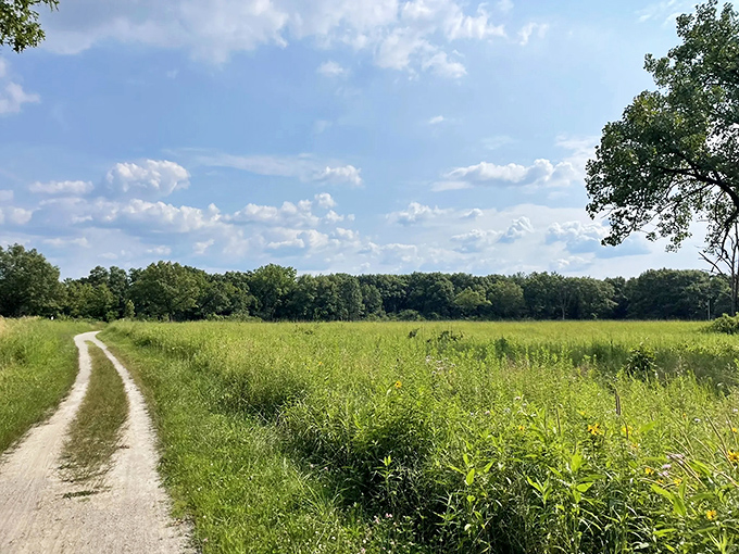 Open meadows break up the forest journey, offering sun-soaked stretches where prairie grasses dance in the summer breeze.